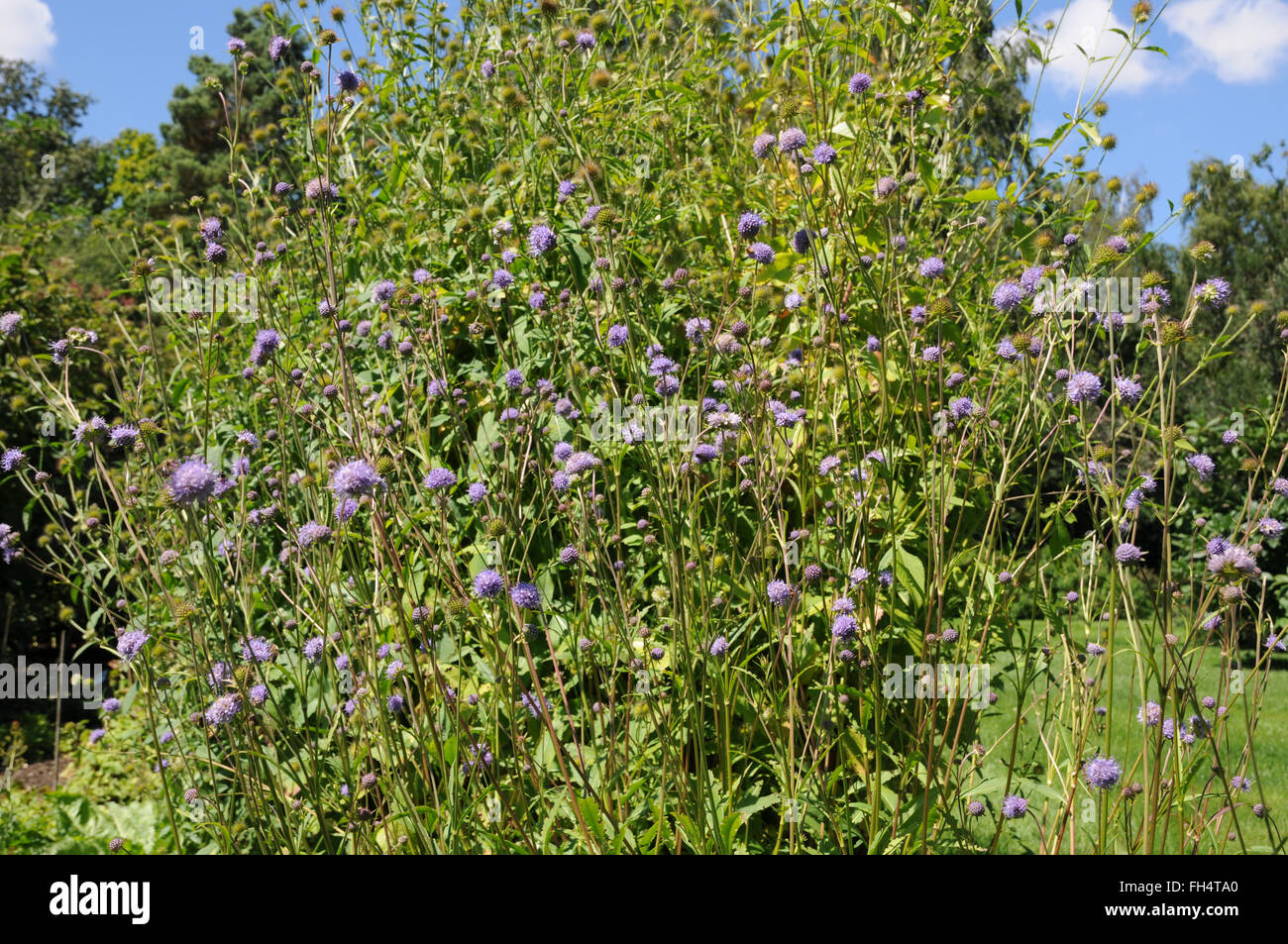 Devils bit flower hi-res stock photography and images - Alamy