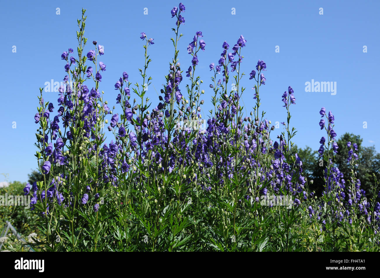 Aconites monkshood hi-res stock photography and images - Alamy