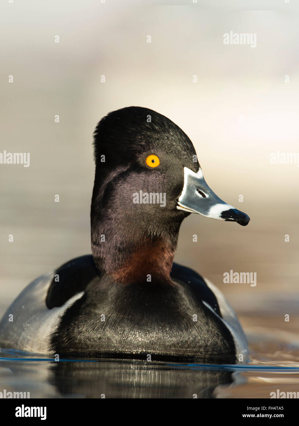 Hen ring necked duck hi-res stock photography and images - Alamy