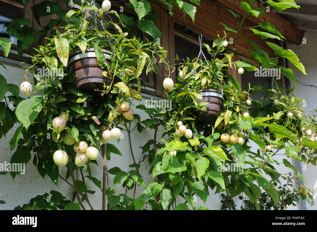 Pepino hi-res stock photography and images - Alamy