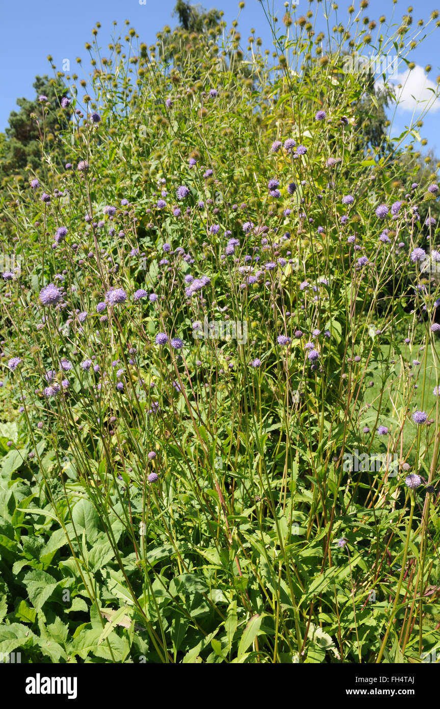 Devils bit flower hi-res stock photography and images - Alamy