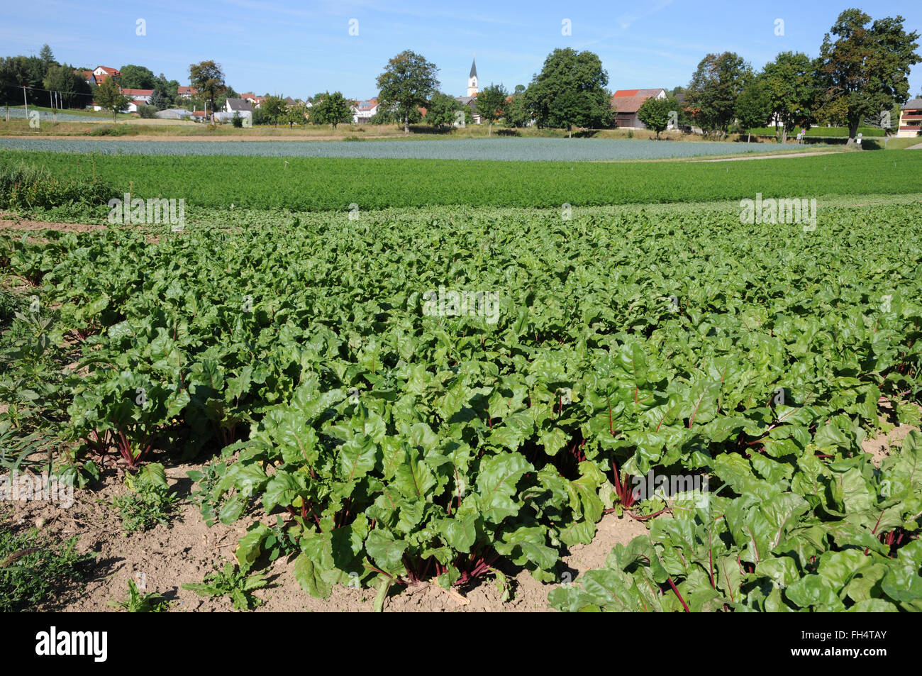 Beet rote beete hi-res stock photography and images - Alamy