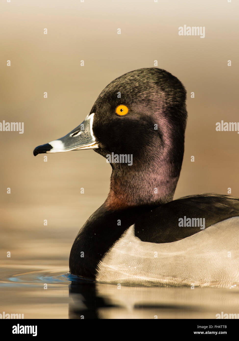 Ring neck drake hi-res stock photography and images - Alamy