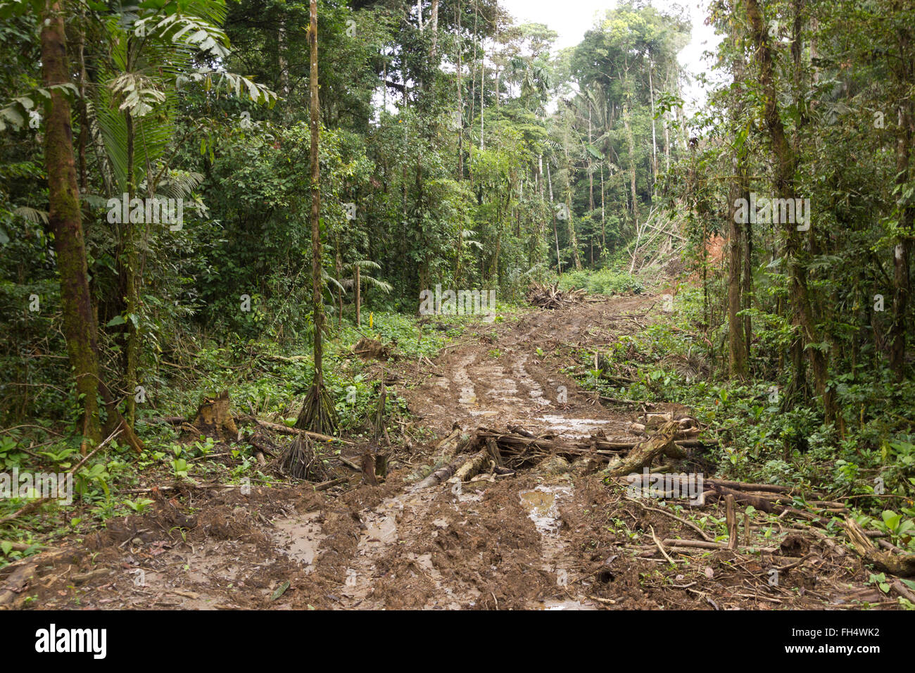 New road bulldozed through rainforest in Ecuador. Road building brings ...