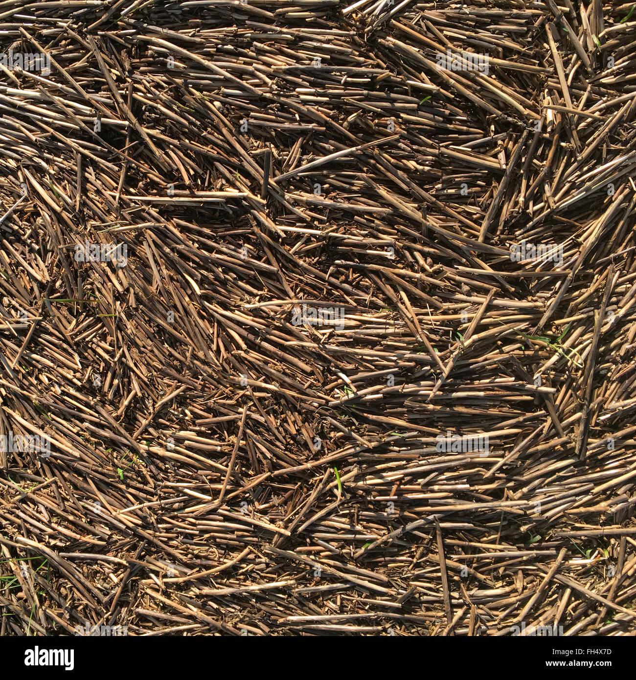 Ground straw texture hi-res stock photography and images - Alamy