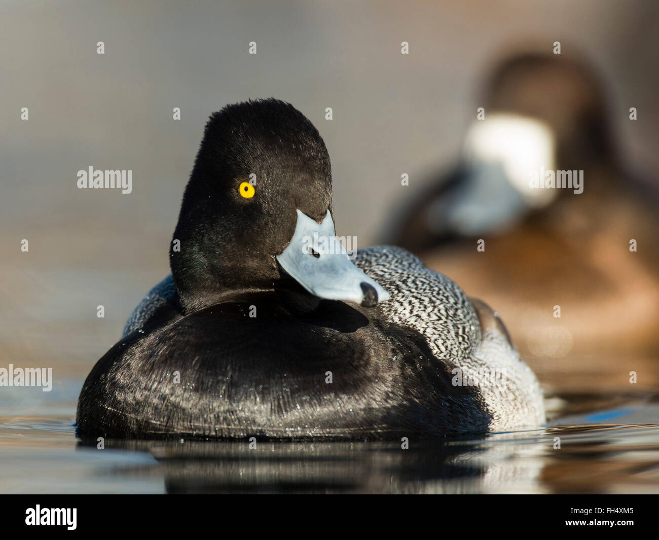 Swimm winter hi-res stock photography and images - Alamy