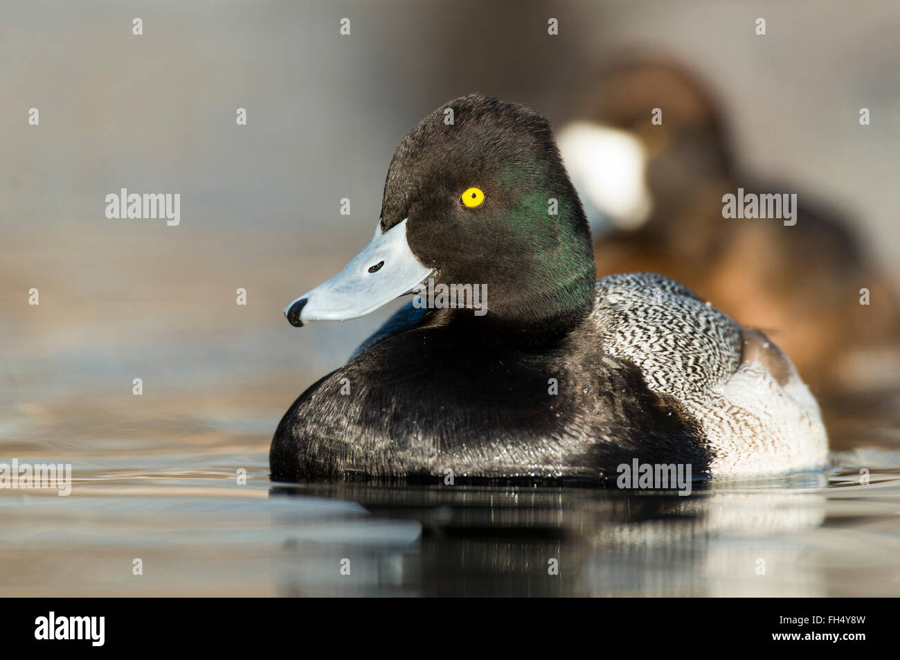 Greater scaup bluebill duck hi-res stock photography and images - Alamy