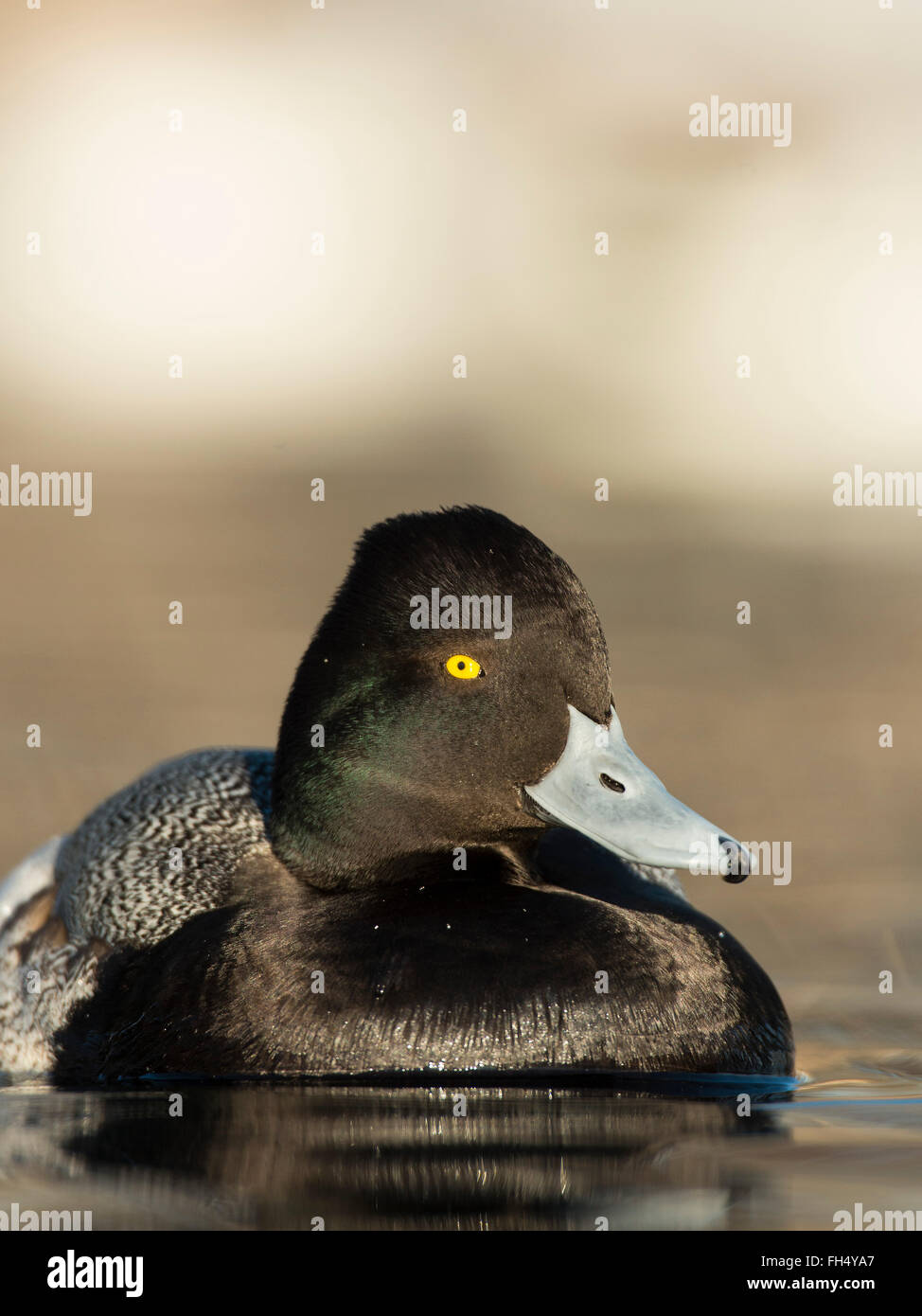 Greater scaup bluebill duck hi-res stock photography and images - Alamy