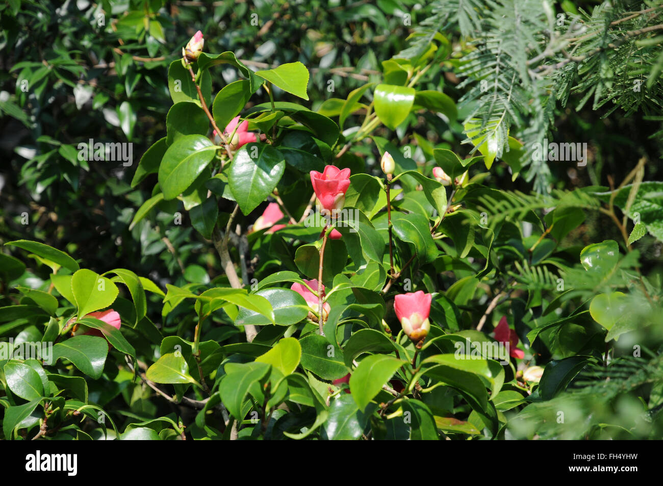 Kamelia hi-res stock photography and images - Alamy