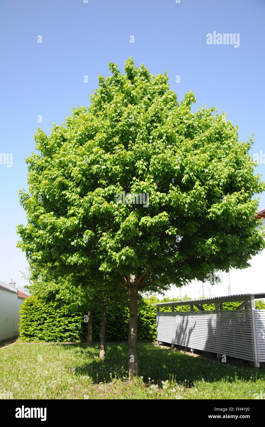 Globe field maple Stock Photo - Alamy