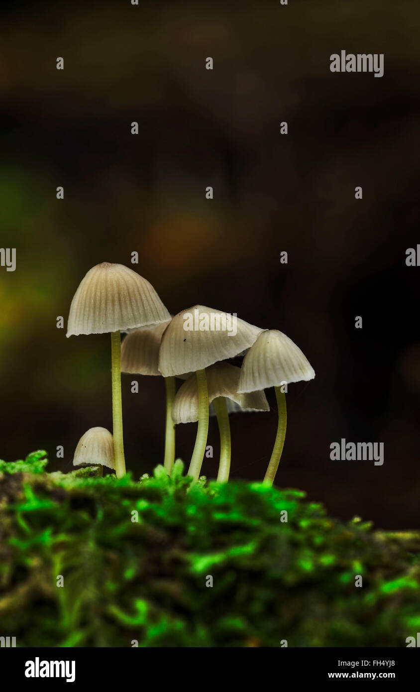 Family Cluster of Fungi Stock Photo - Alamy