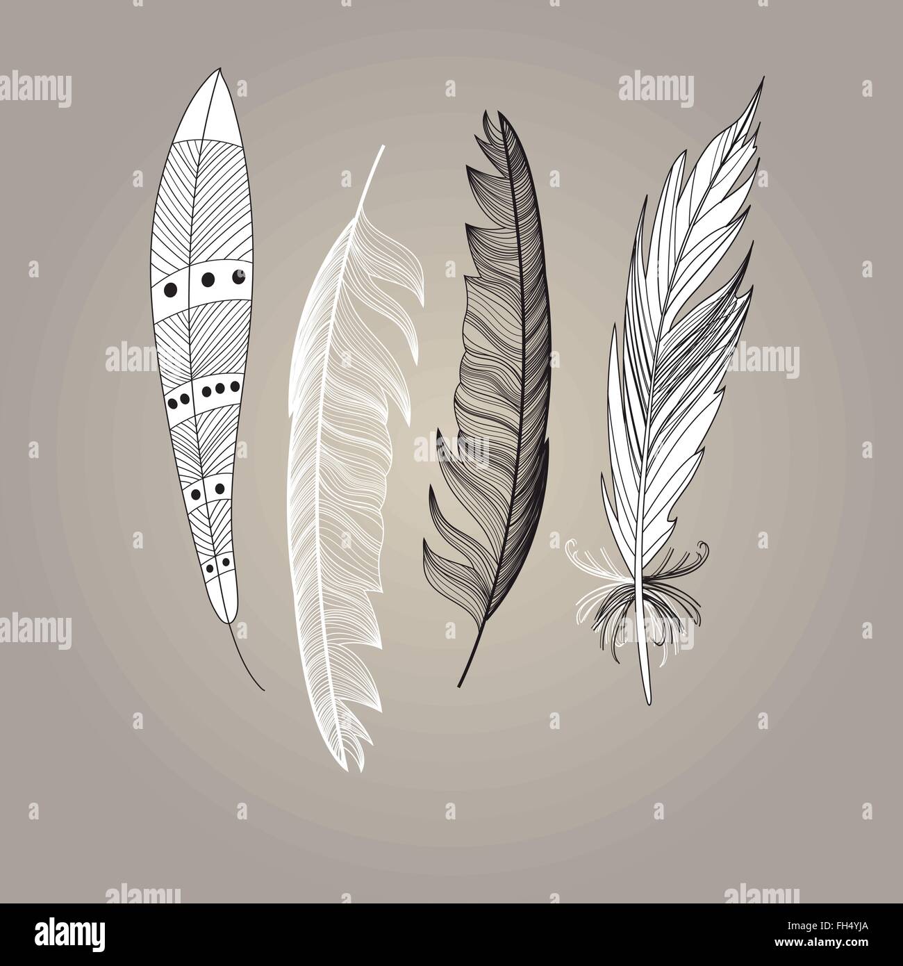 Set of bird feathers graphic Stock Vector Image & Art - Alamy