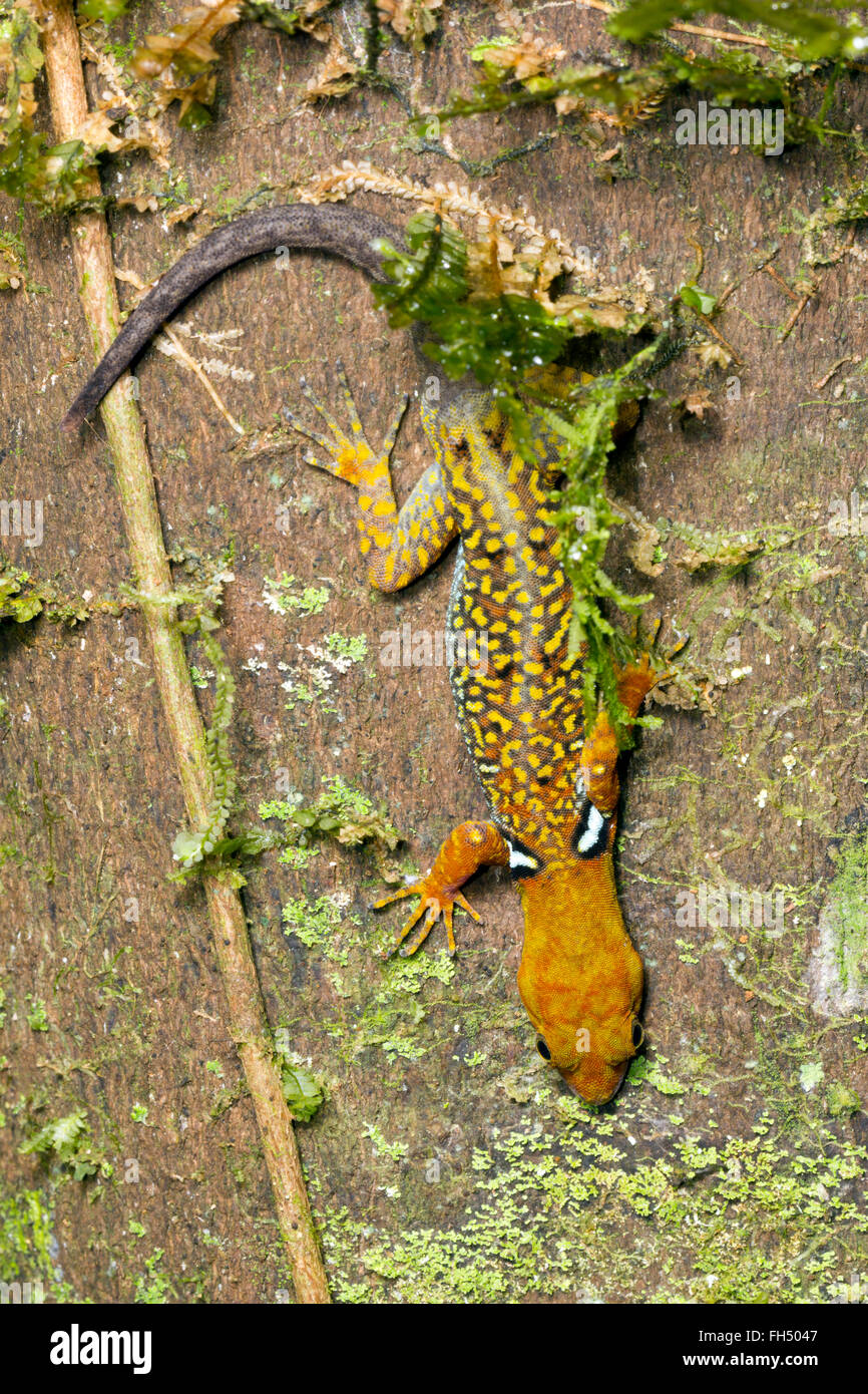 Collared Gecko (Gonatodes concinnatus) Male in breeding colouration on ...
