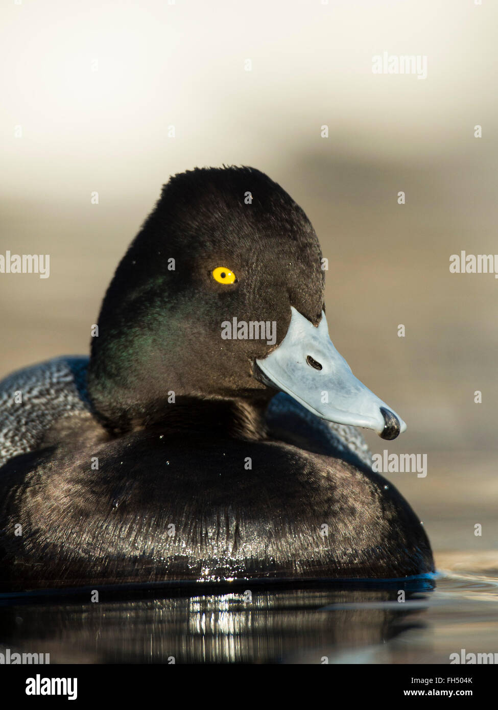 Greater scaup bluebill duck hi-res stock photography and images - Alamy
