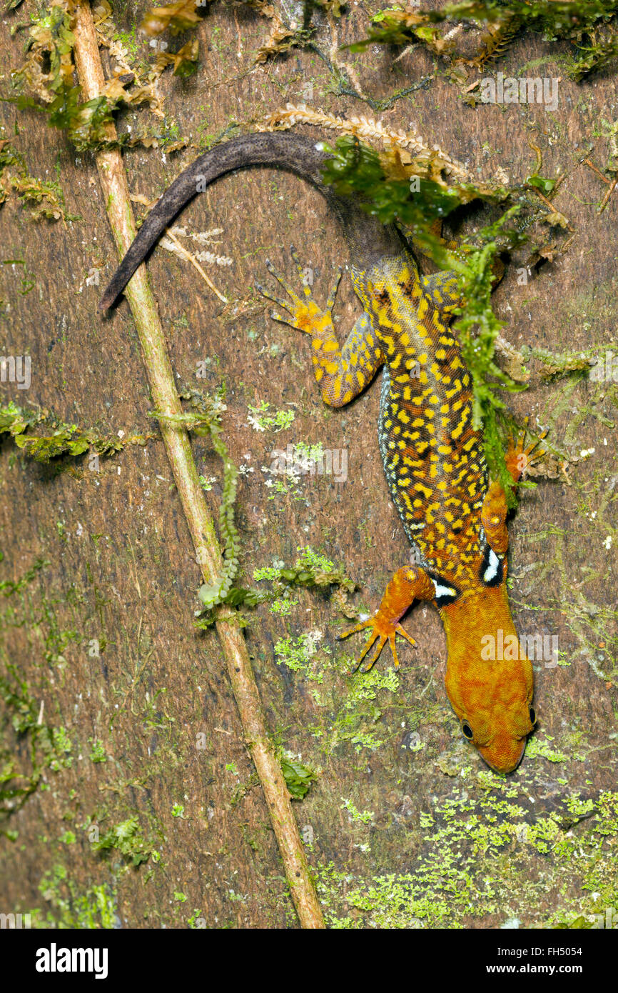 Collared Gecko (Gonatodes concinnatus) Male in breeding colouration on ...