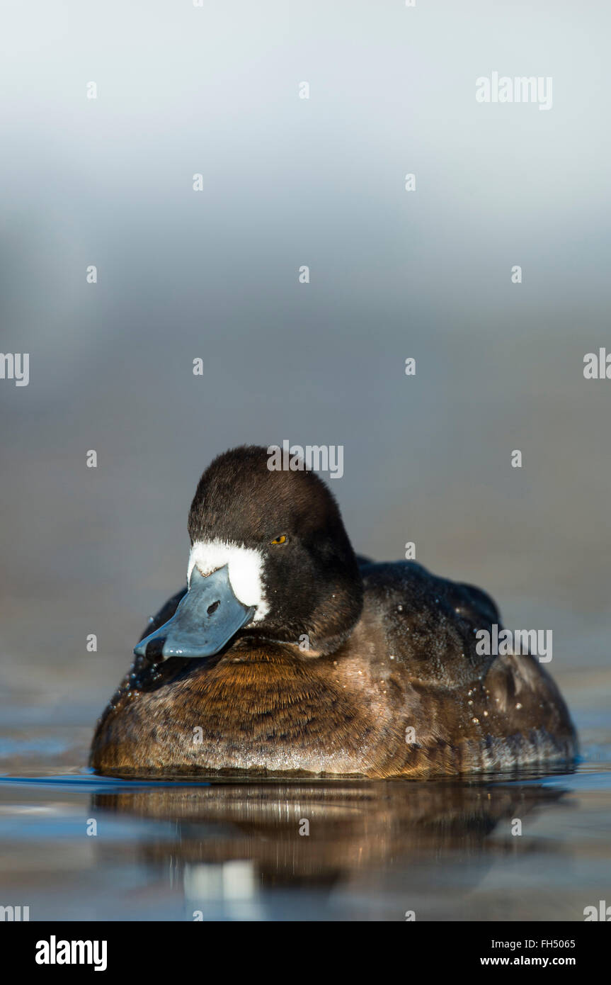 Greater scaup bluebill duck hi-res stock photography and images - Alamy
