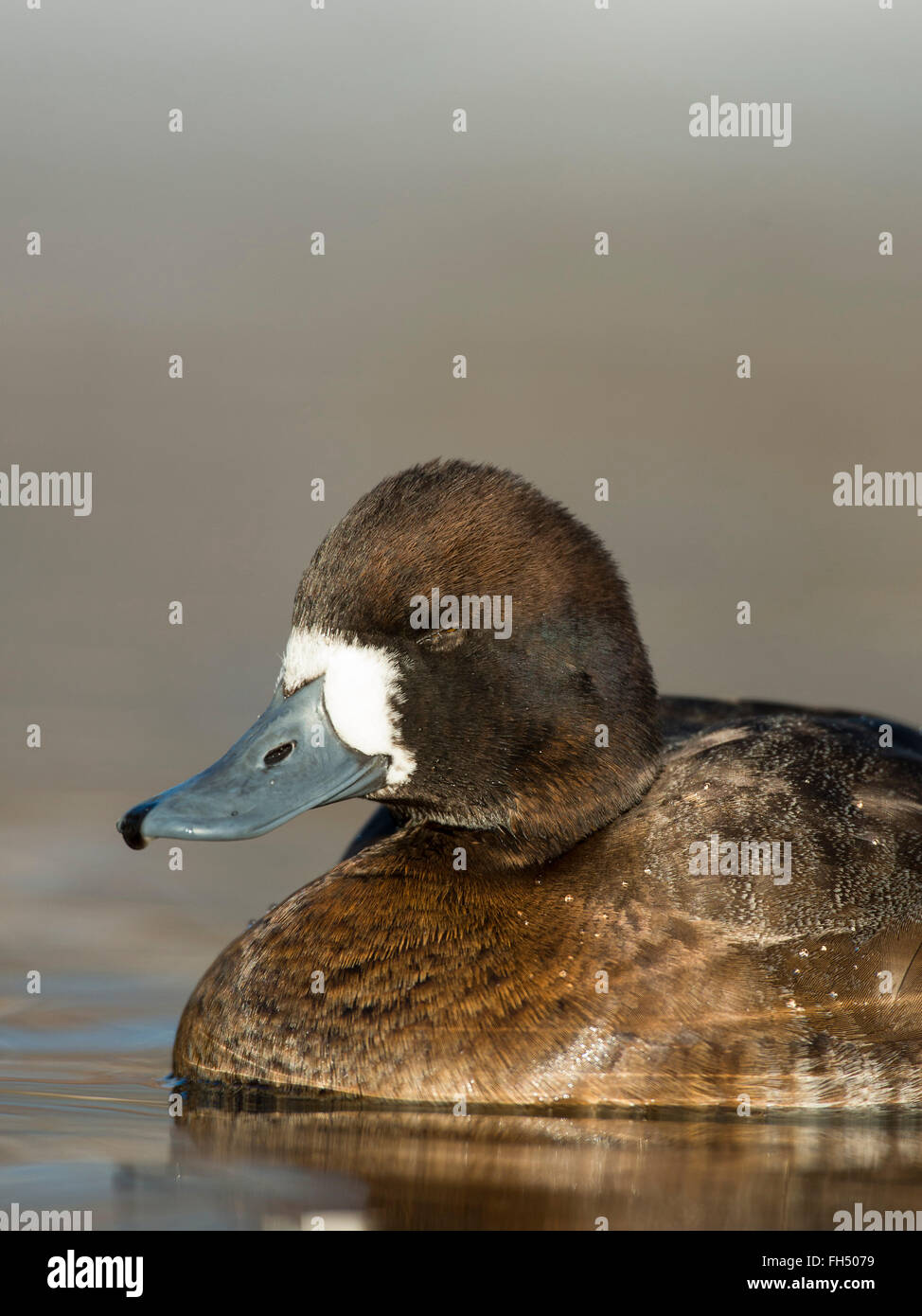 Greater scaup bluebill duck hi-res stock photography and images - Alamy
