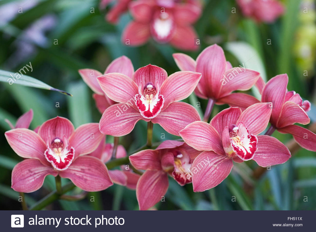 Cymbidium Orchid Pot Stock Photos & Cymbidium Orchid Pot Stock Images ...