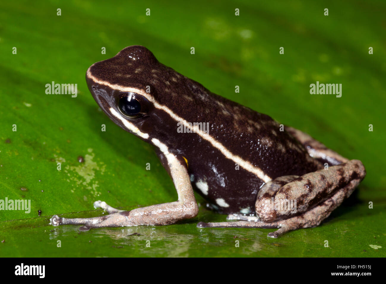 Amazon rainforest poison dart frog hi-res stock photography and images ...