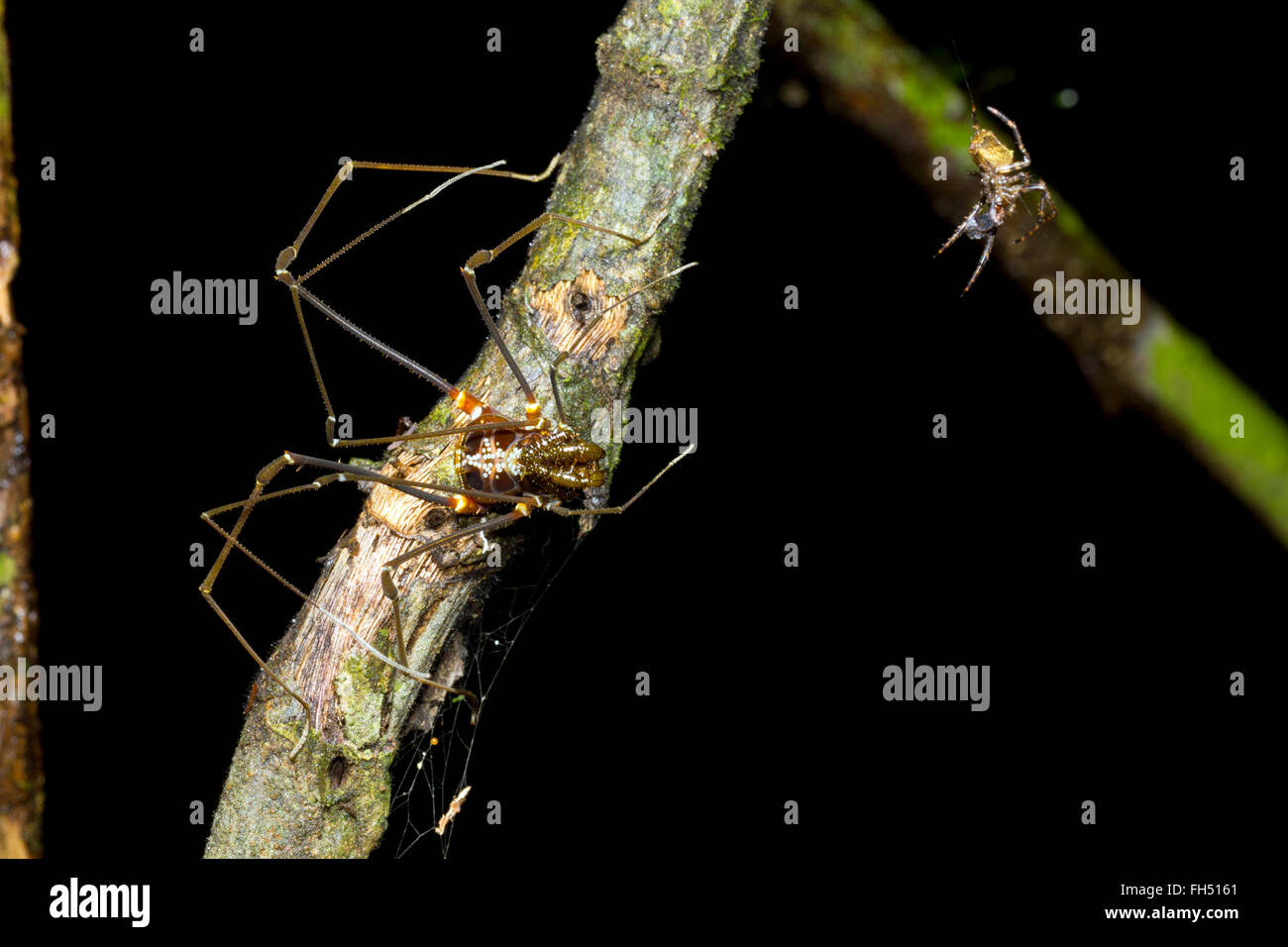 Giant harvestman looking at a spider in the rainforest understory ...