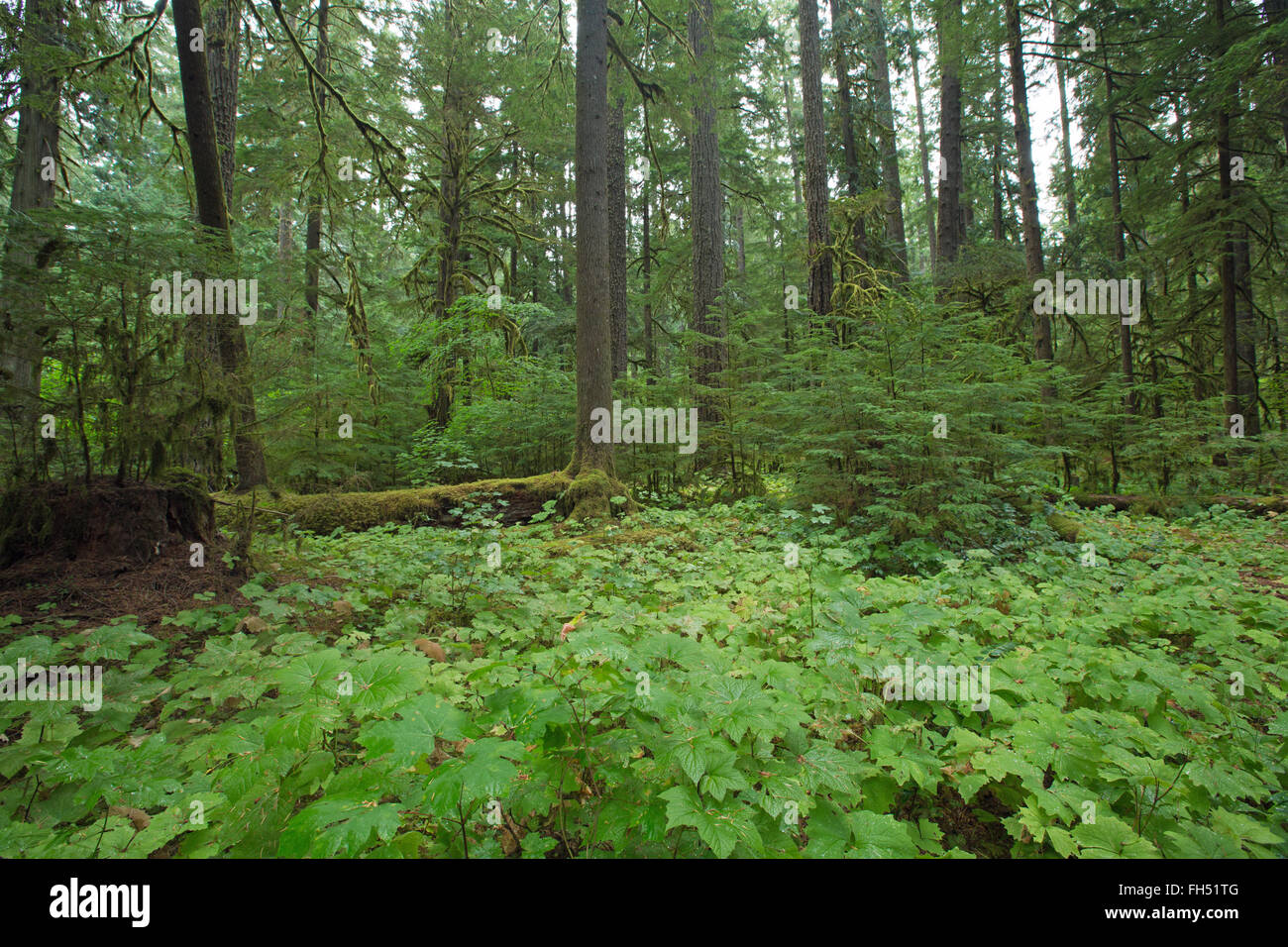 Temperate ecosystem hi-res stock photography and images - Alamy