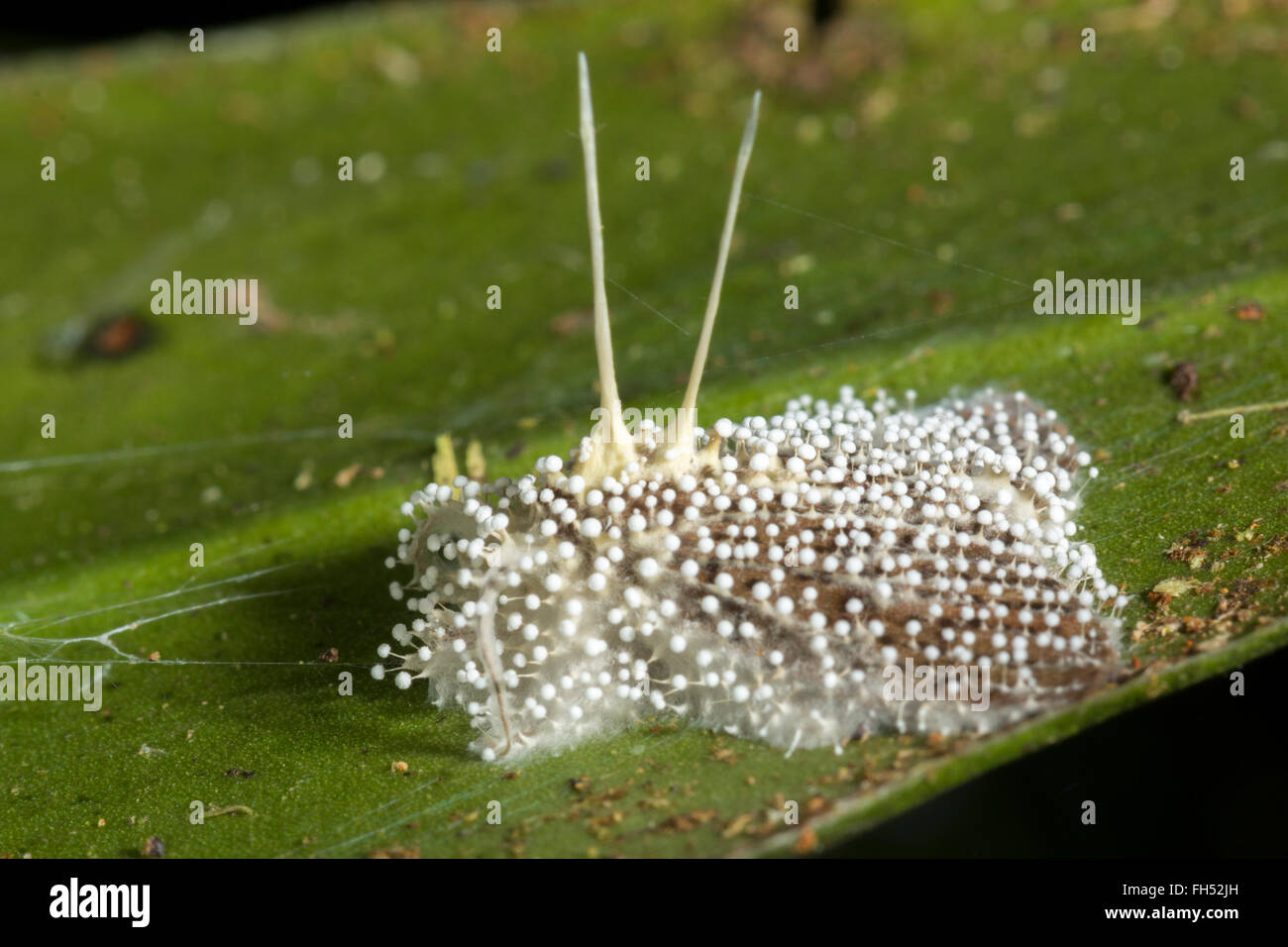 Cordyceps fungus infecting a moth in the rainforest understory, Pastaza ...