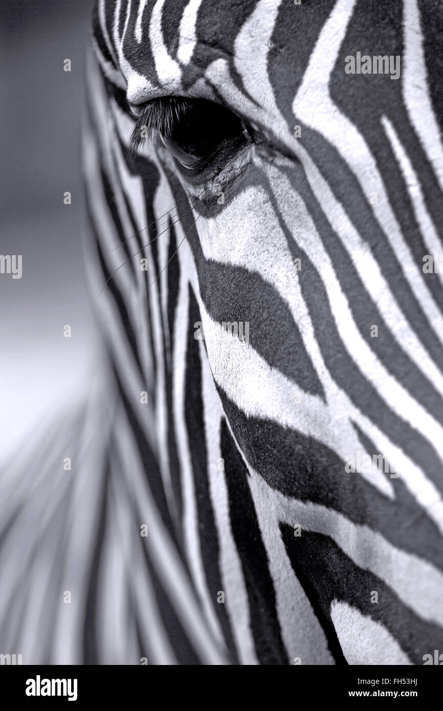 Monochromatic image of a the head of a zebra close up. Vertically Stock ...