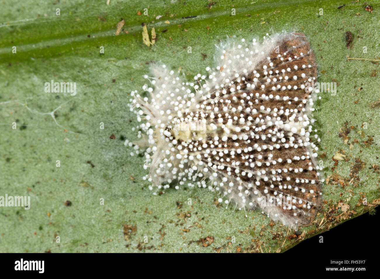 Cordyceps fungus infecting a moth in the rainforest understory, Pastaza ...