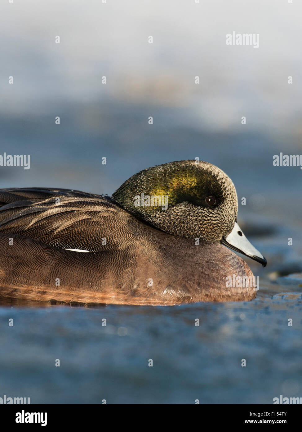 Drake American Widgeon Stock Photo - Alamy