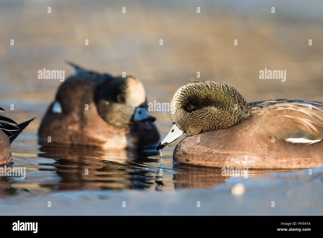 Drake American Widgeon Stock Photo - Alamy