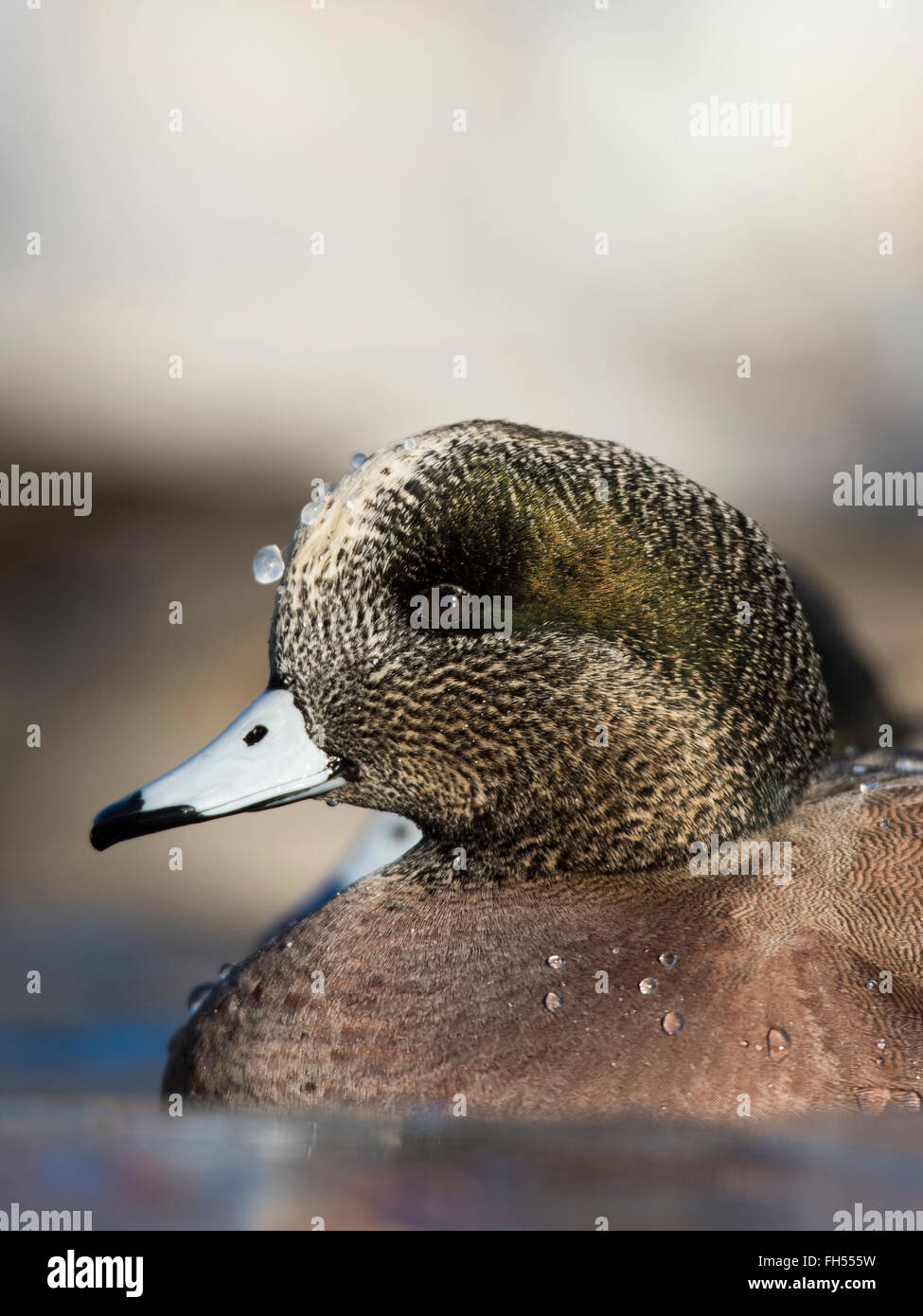 Drake American Widgeon Stock Photo - Alamy