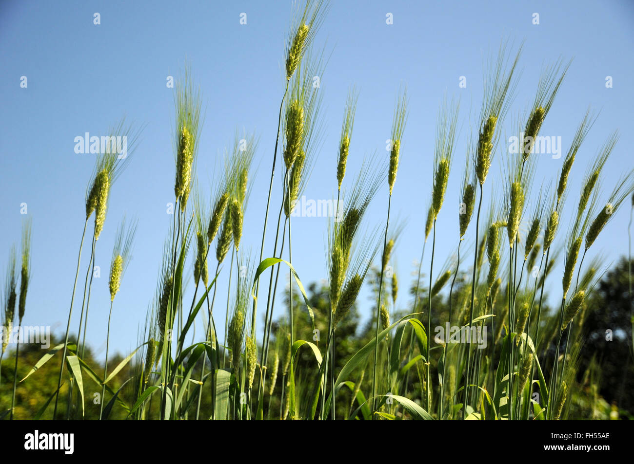 Durum wheat hi-res stock photography and images - Alamy