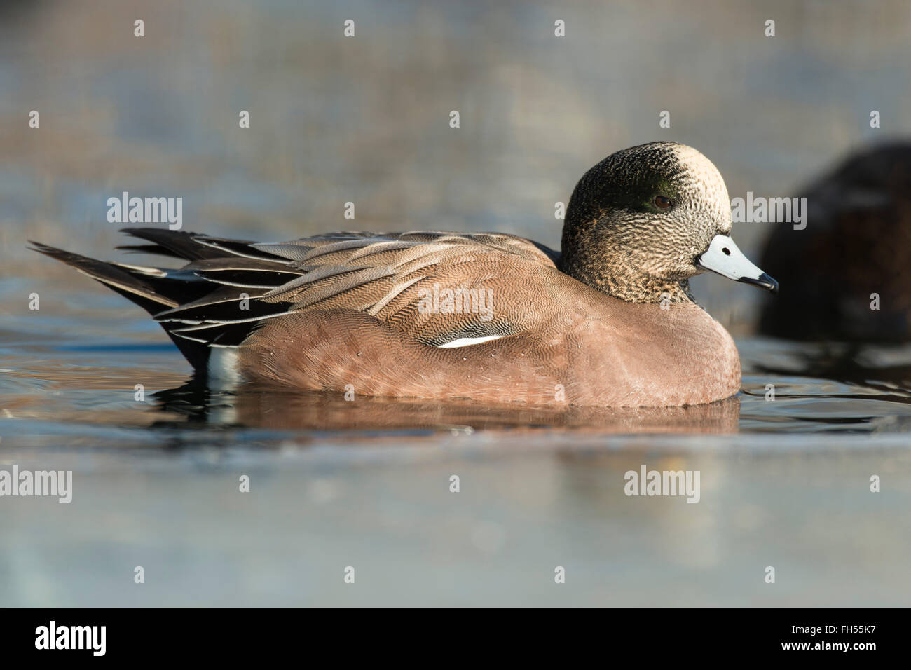 Drake American Widgeon Stock Photo - Alamy