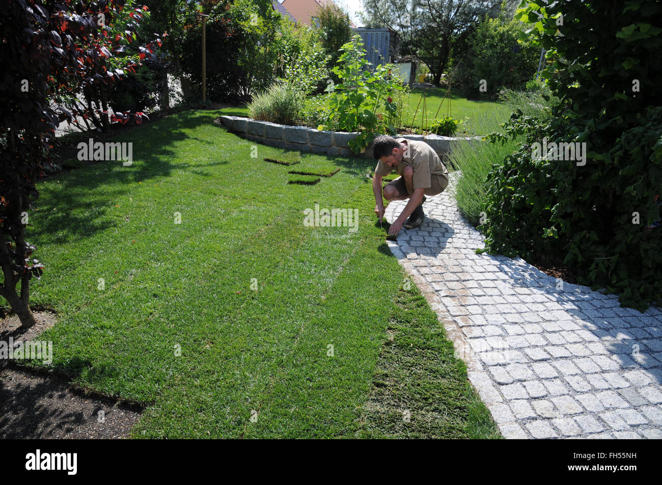 Laying sod, cutting sod-pieces Stock Photo - Alamy