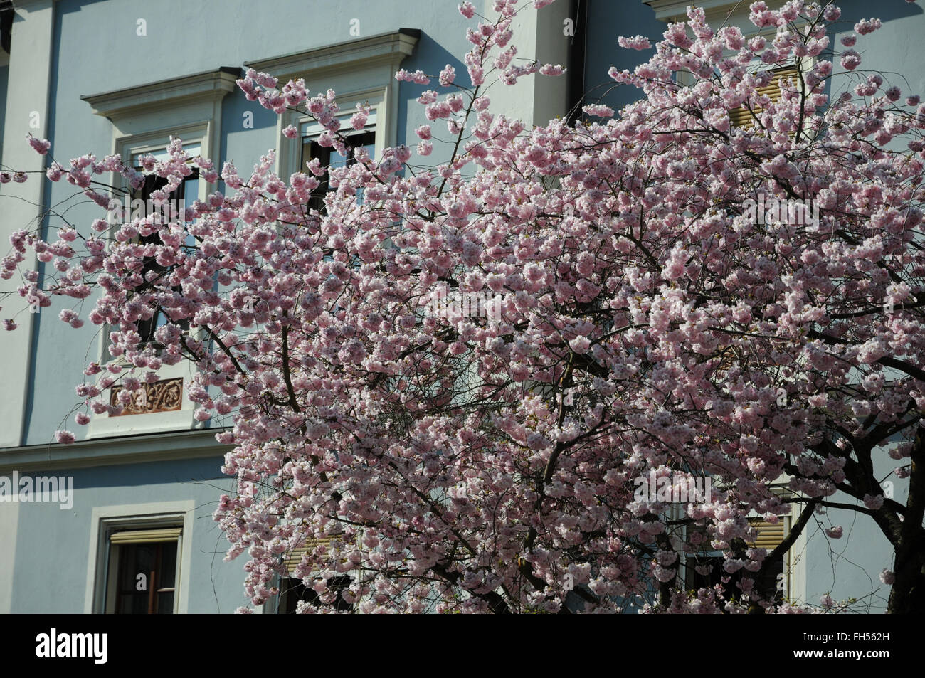 Cherry blo hi-res stock photography and images - Alamy