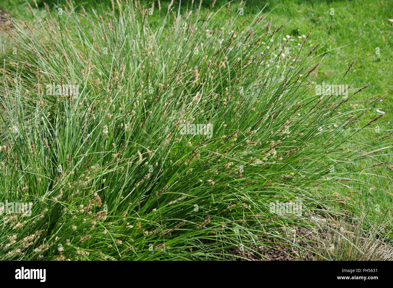 Greater tussock sedge carex paniculata hi-res stock photography and ...