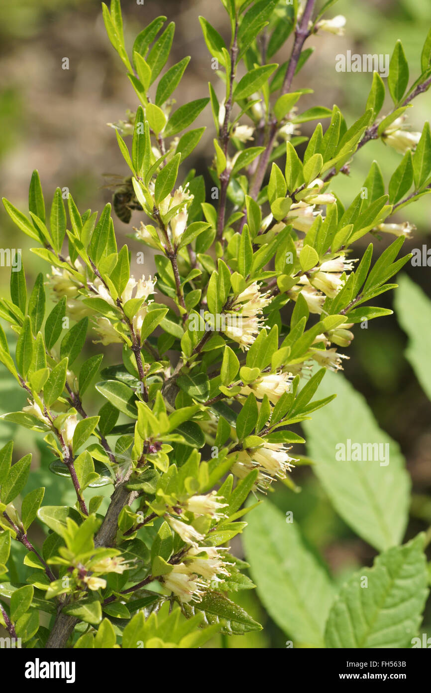 Lonicera nitida hi-res stock photography and images - Alamy