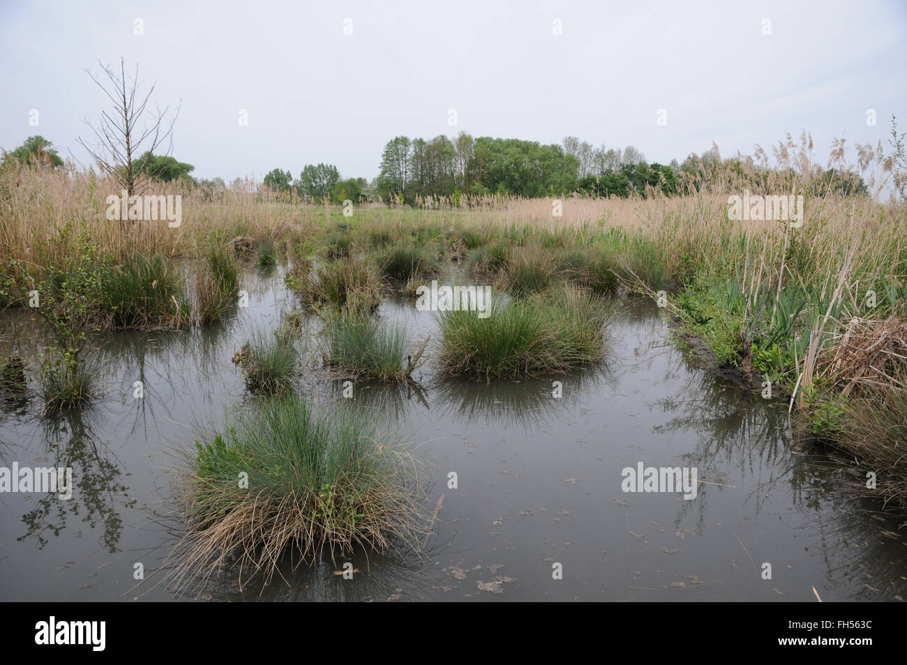 Common rushes hi-res stock photography and images - Alamy