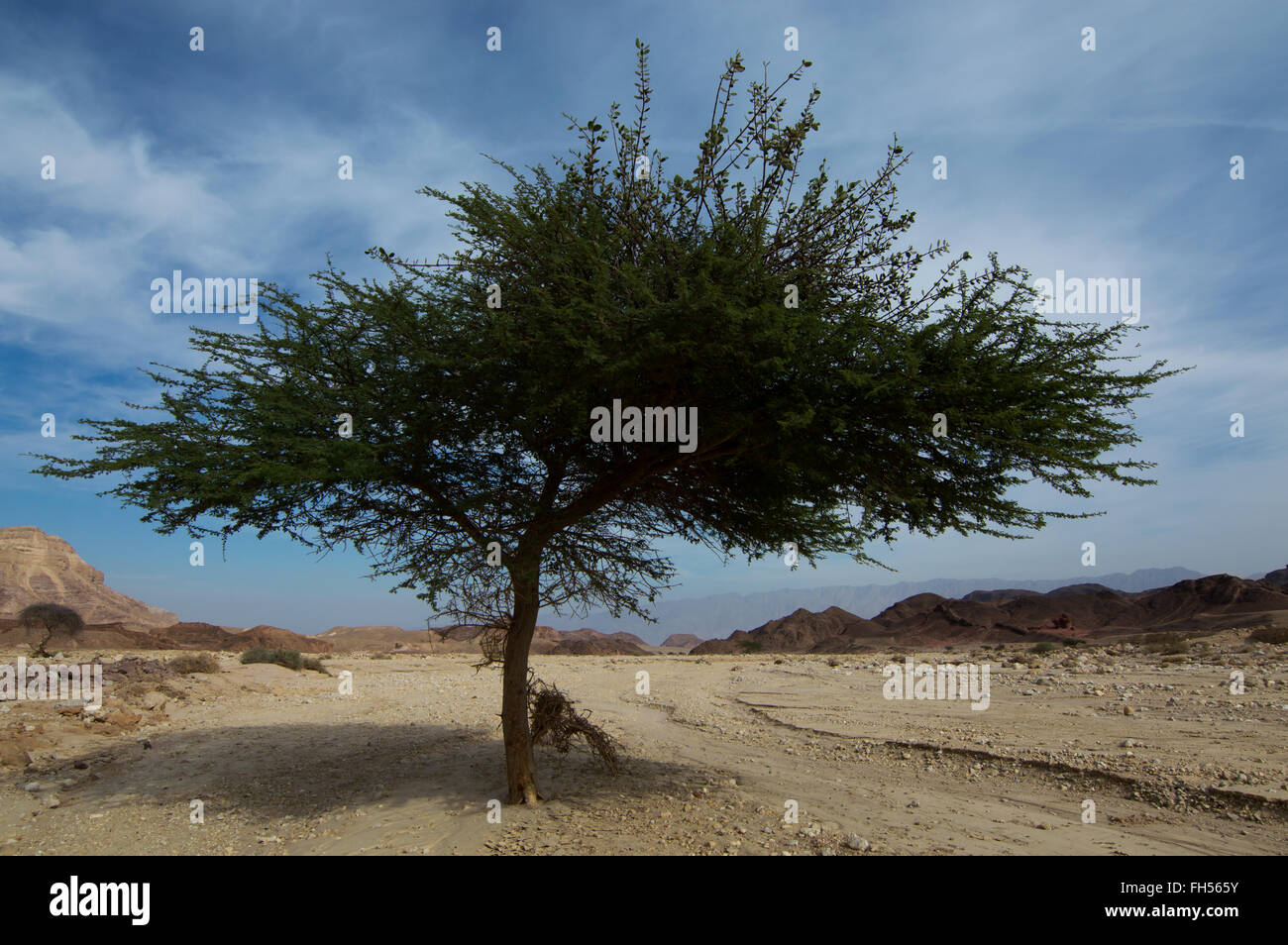 Desert shade tree hi-res stock photography and images - Alamy