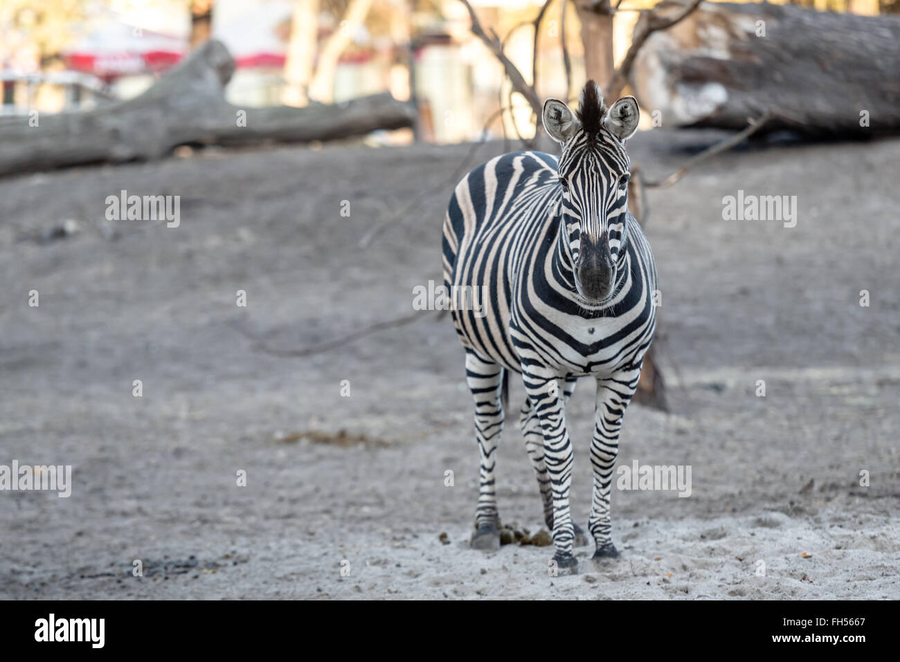 zebra at the zoo Stock Photo - Alamy