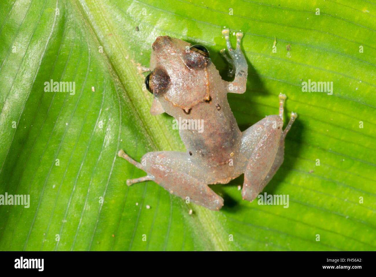 Rain Frog (Pristimantis luscombei) of a leaf in the rainforest, Pastaza ...