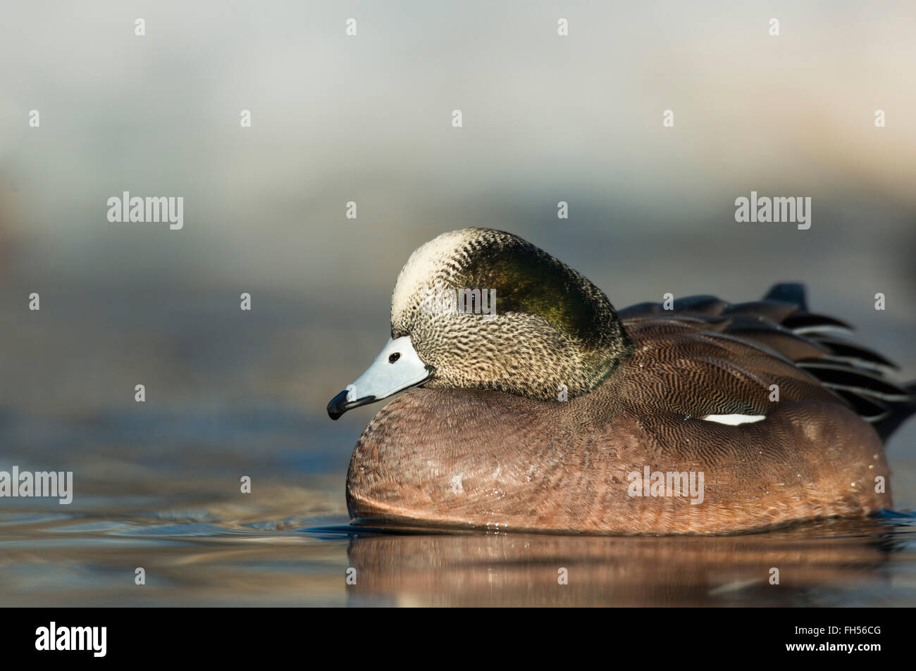 Drake American Widgeon Stock Photo - Alamy
