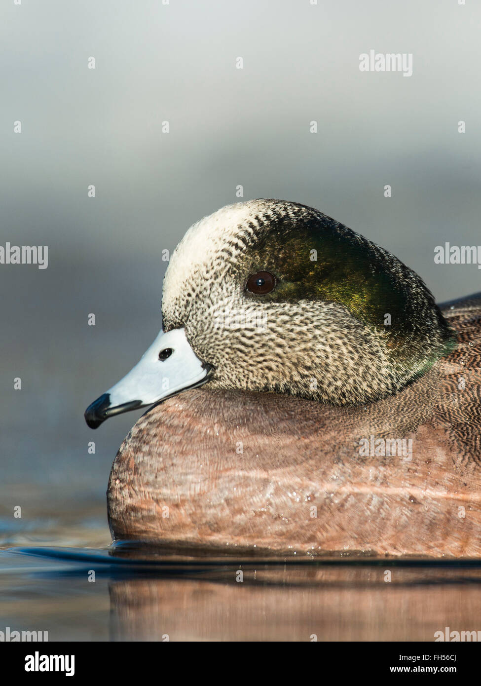 Drake American Widgeon Stock Photo - Alamy