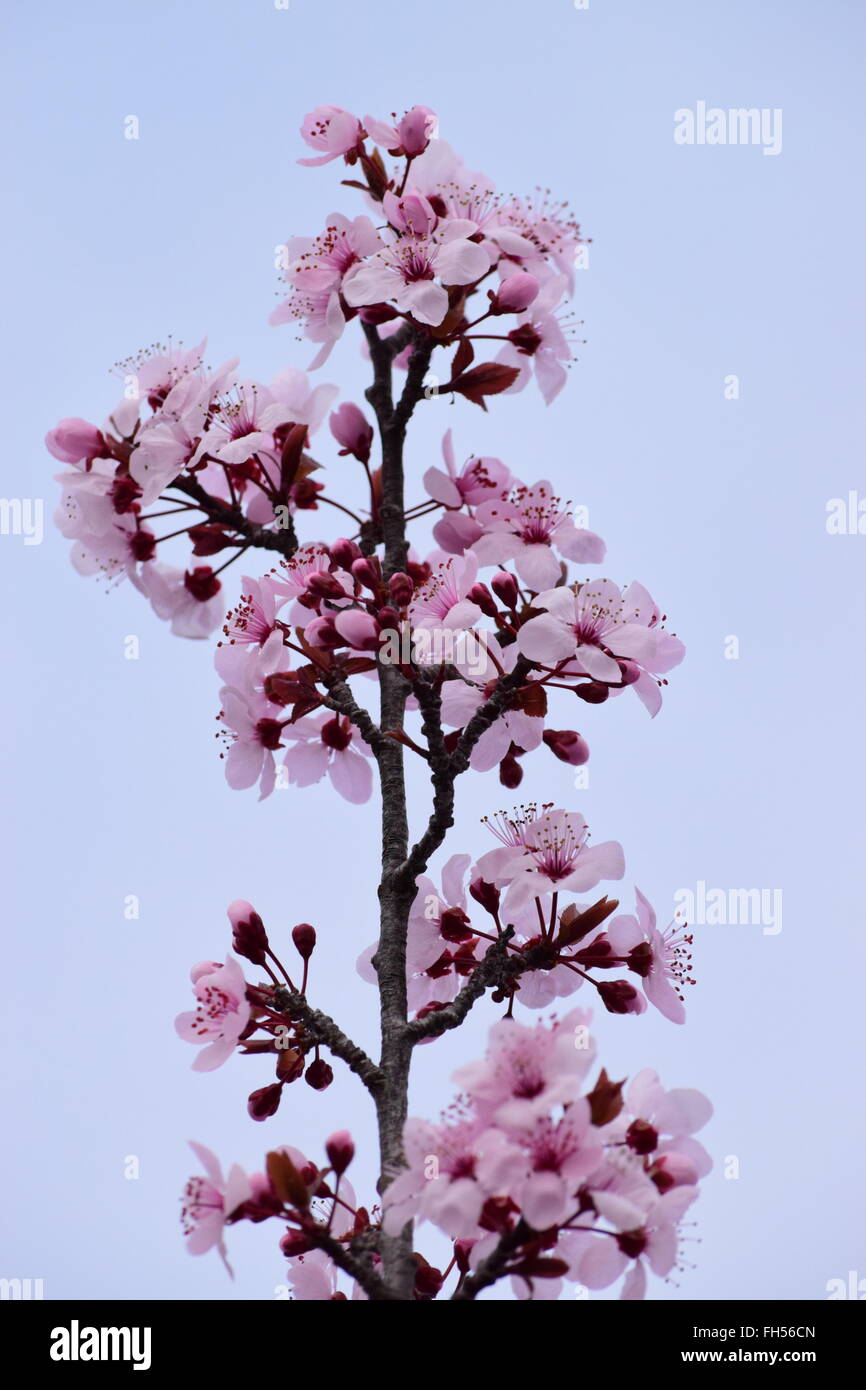 Ornamental plum tree. Vertical blossom spear Stock Photo - Alamy