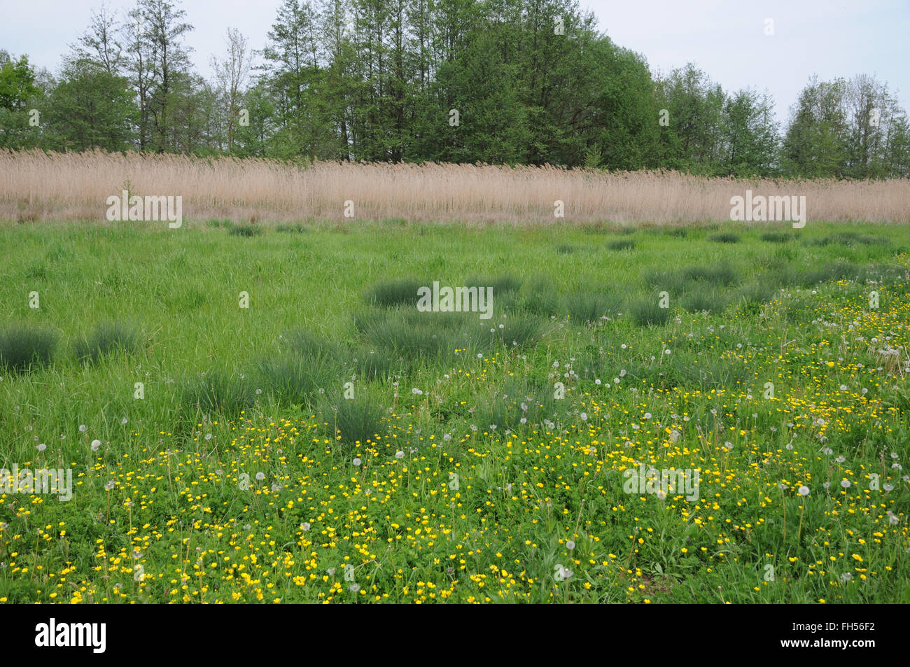 Common aquatic plants hi-res stock photography and images - Alamy