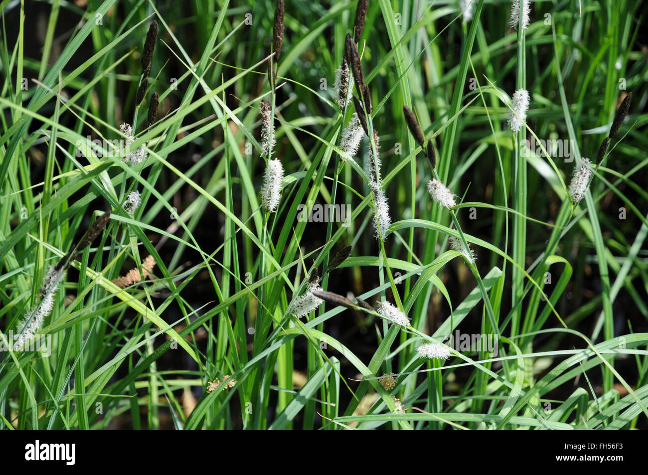 Greater pond sedge Stock Photo - Alamy