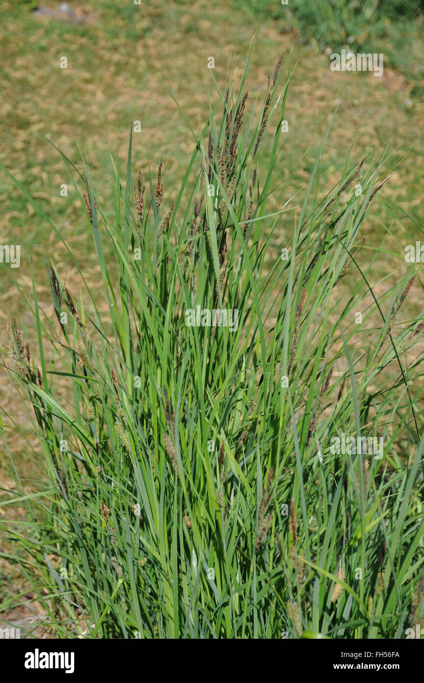 Lesser pond sedge Stock Photo - Alamy