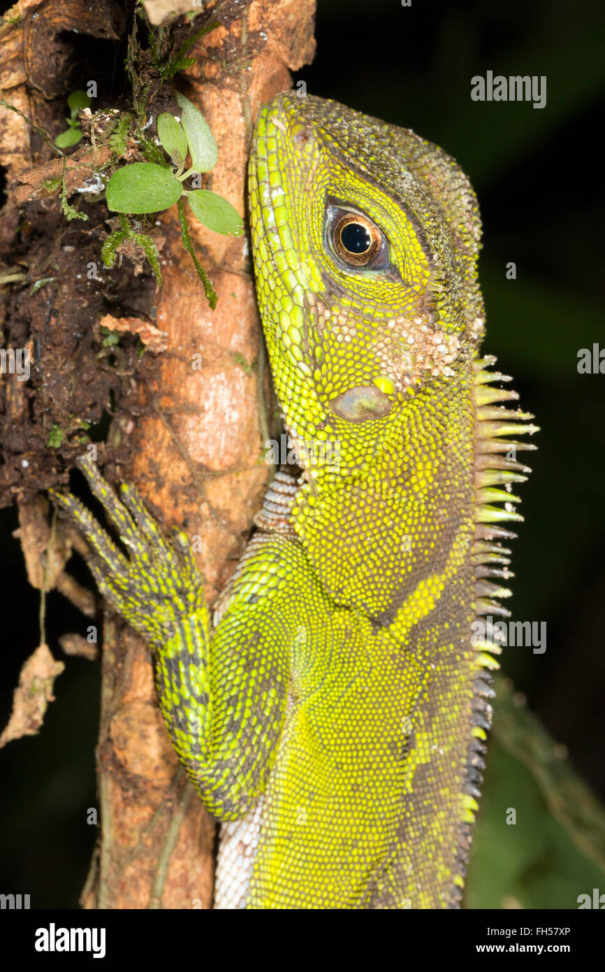 Forest dragon lizard hi-res stock photography and images - Alamy