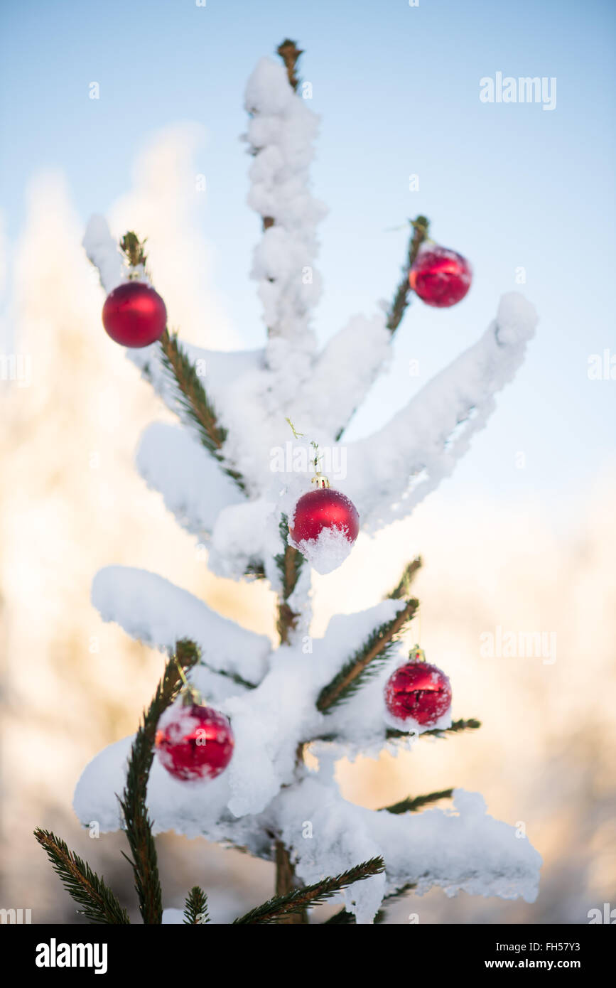 christmas balls on pine tree Stock Photo - Alamy