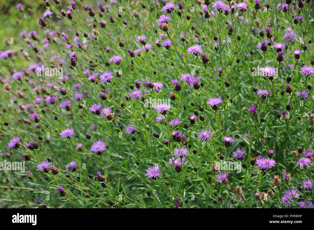 Brownray knapweeds hi-res stock photography and images - Alamy